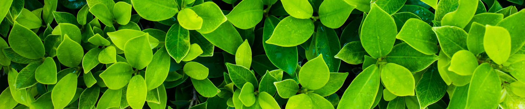 leaves - Vedoc Powder Coatings